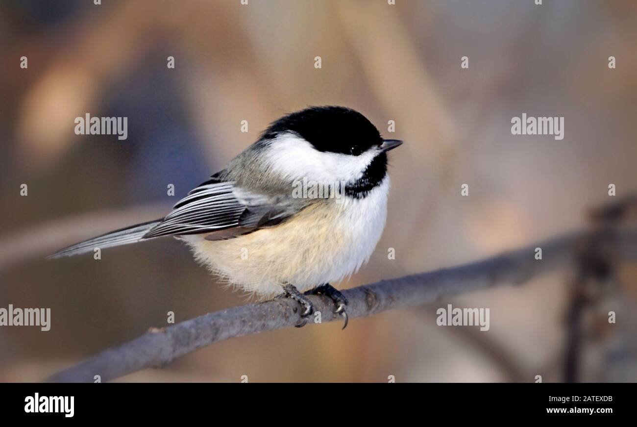 Cute Chickadee