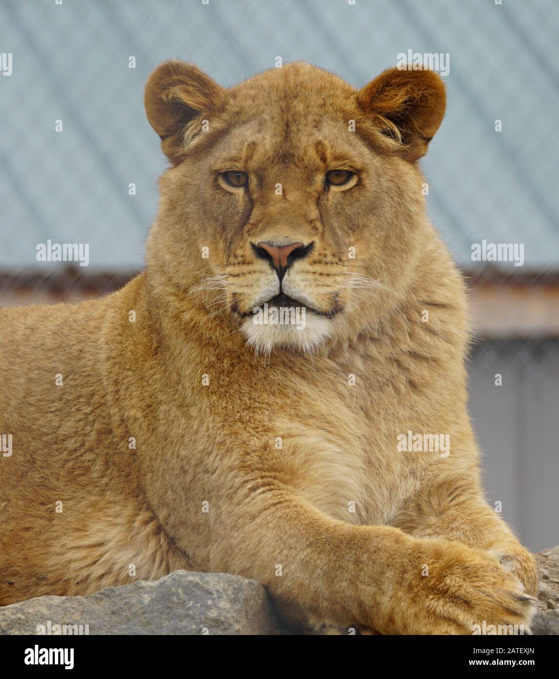Female lion laying hi-res stock photography and images - Alamy