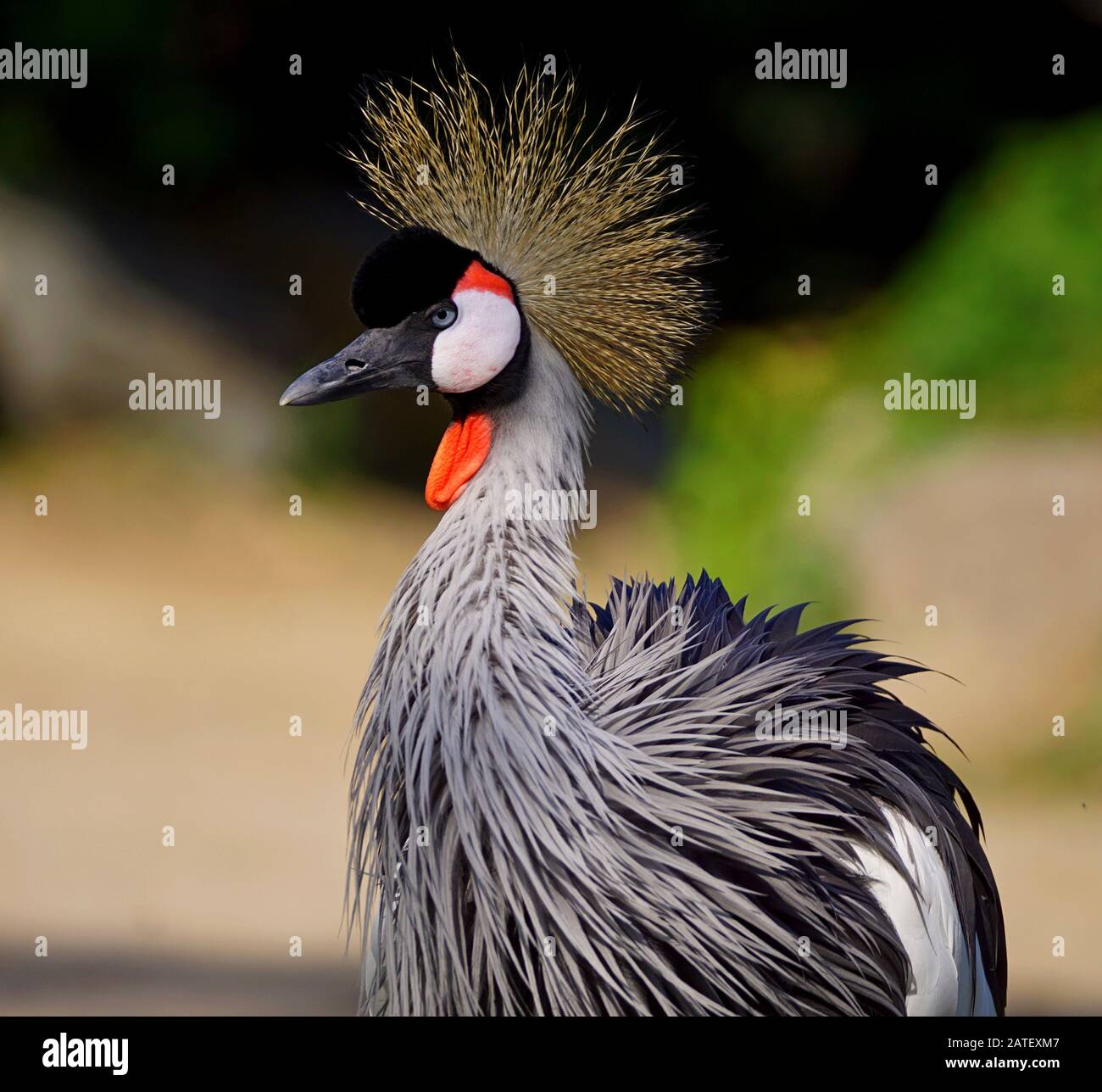 Red crown crane hi-res stock photography and images - Alamy