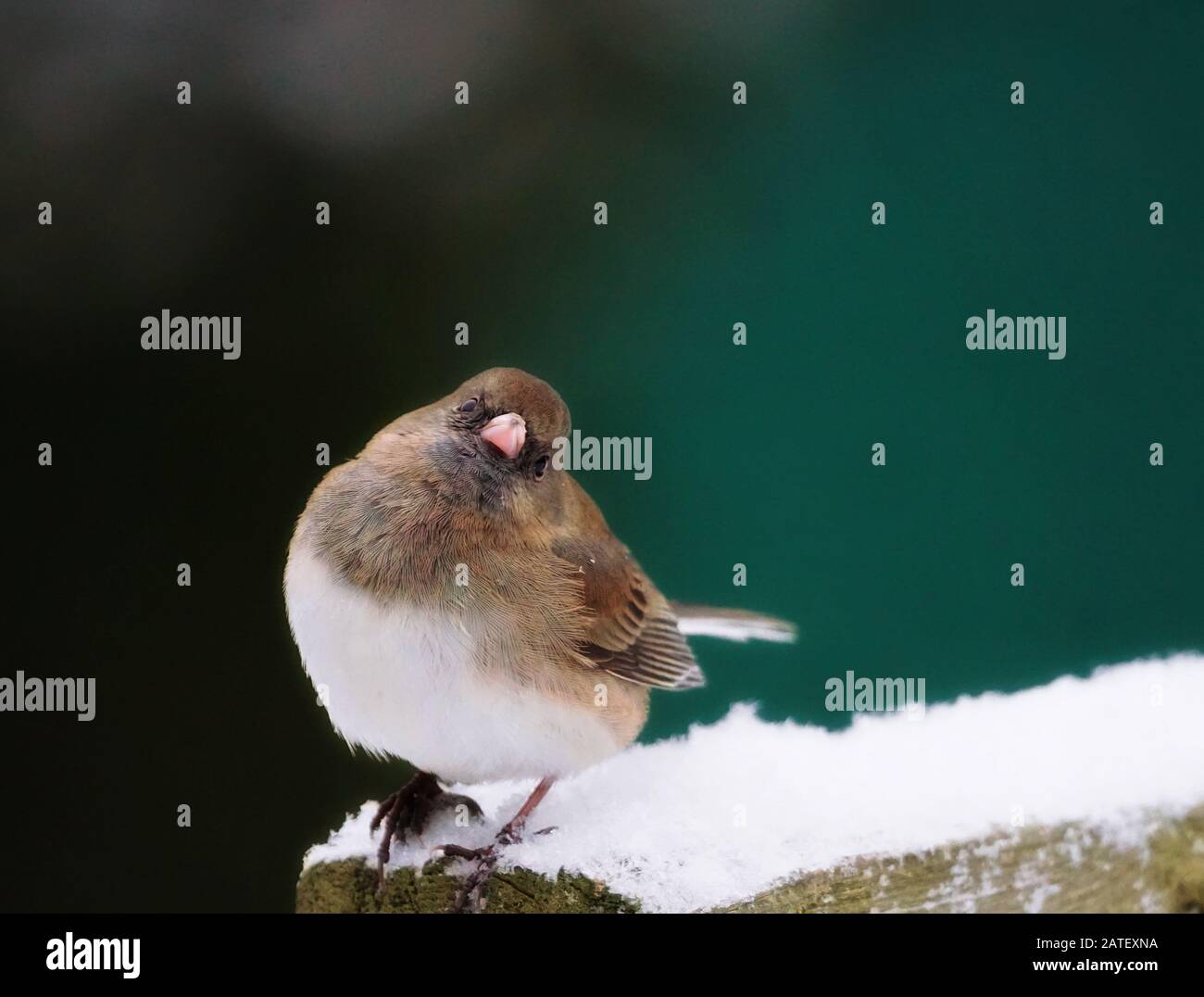 Junco bird hi-res stock photography and images - Alamy