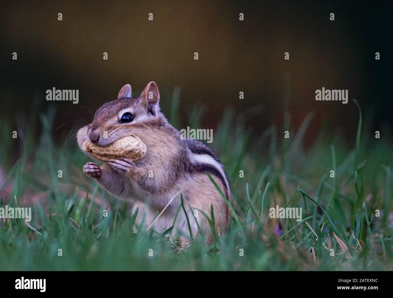 Mouth full chipmunk hi-res stock photography and images - Alamy