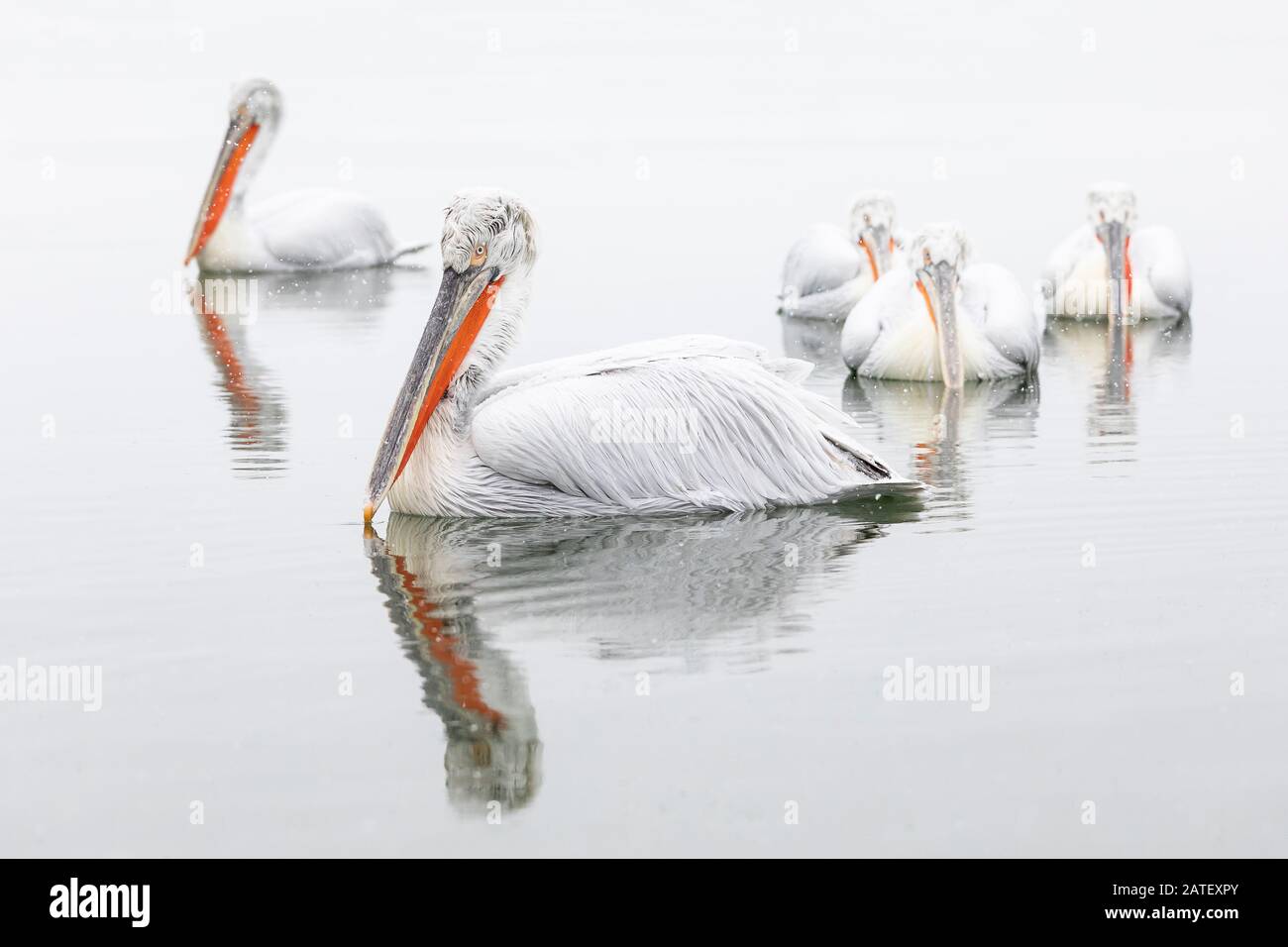 Dalmatian Pelican In Winter At Kerkini (Pelecanus crispus Stock Photo ...