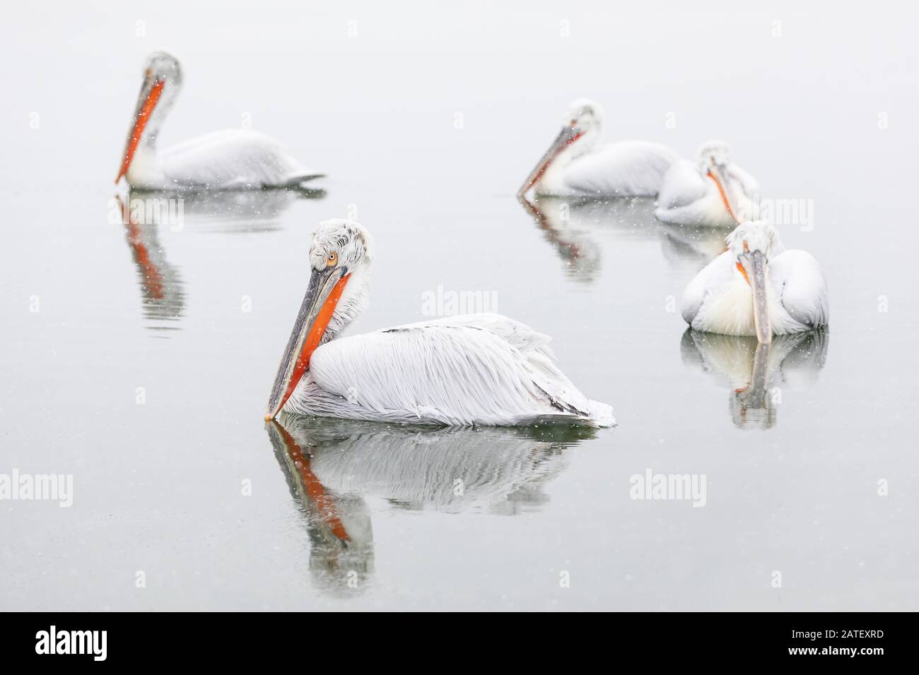 Pelican and carp hi-res stock photography and images - Alamy
