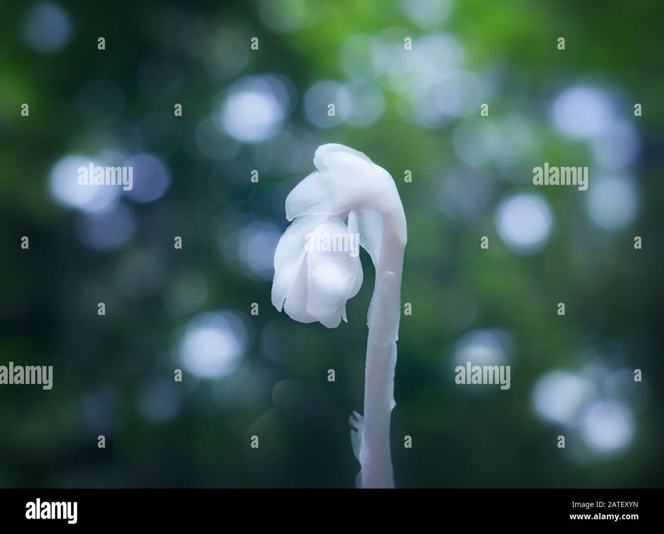 Close-up of a monotropa uniflora indian pipe plant Stock Photo - Alamy