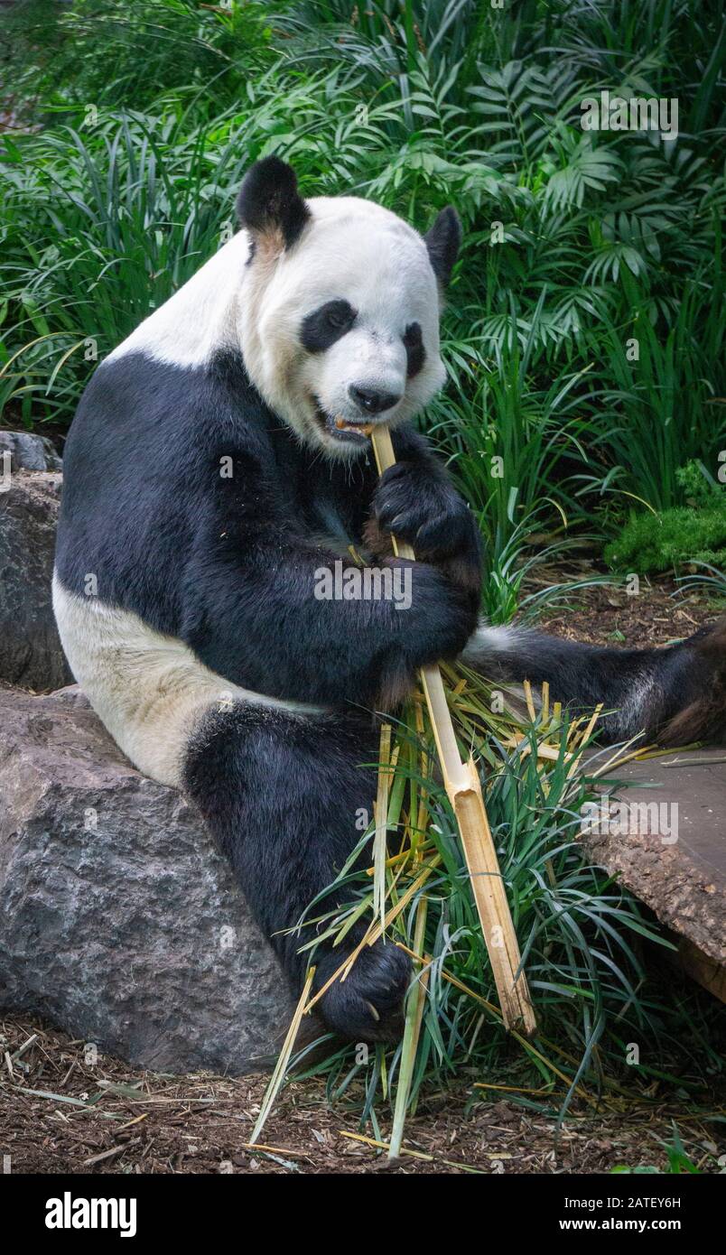 Giant panda Calgary Zoo Alberta Stock Photo - Alamy