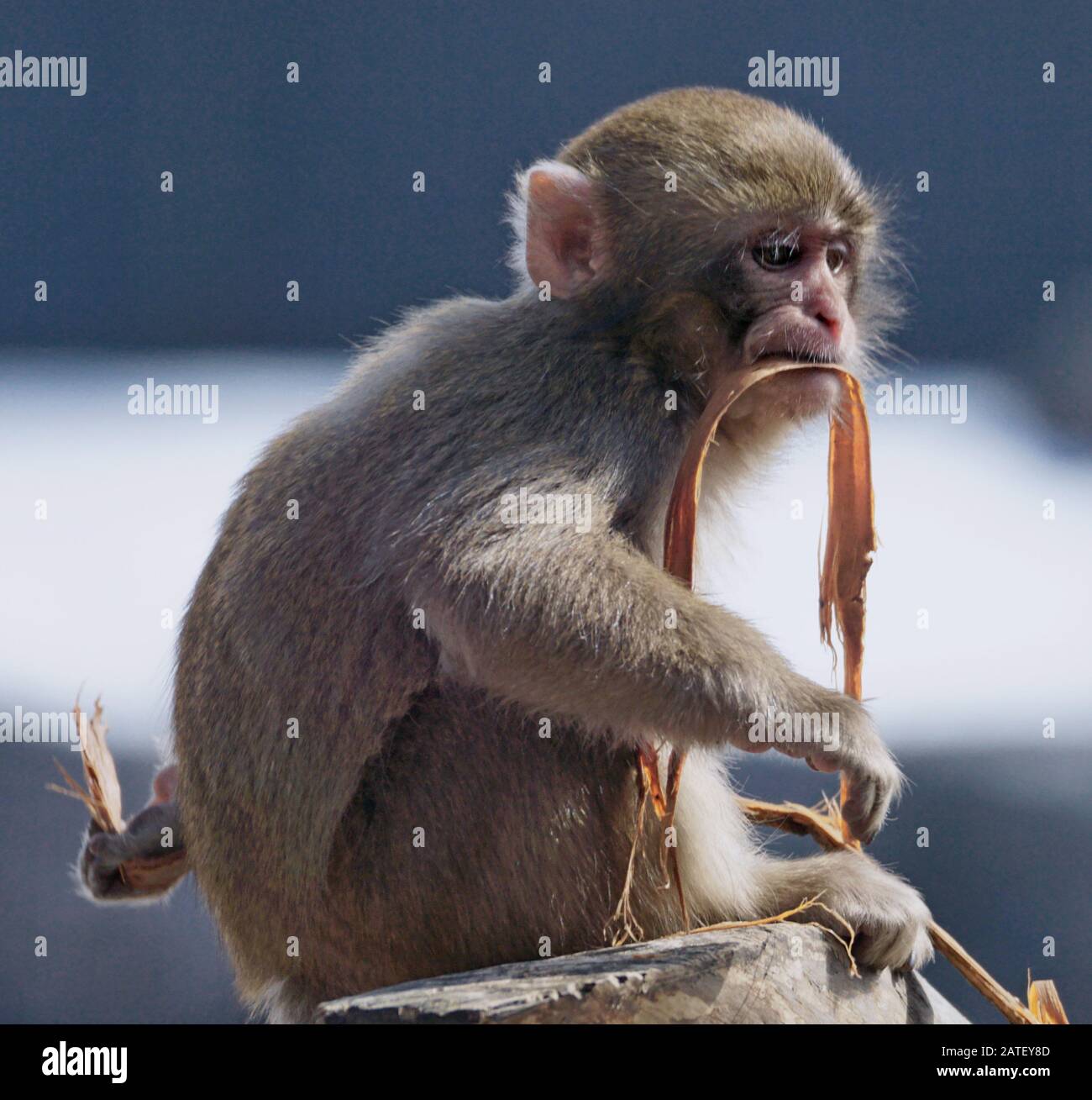 Cute baby japanese macaque playing with wood and bark with a hand in ...