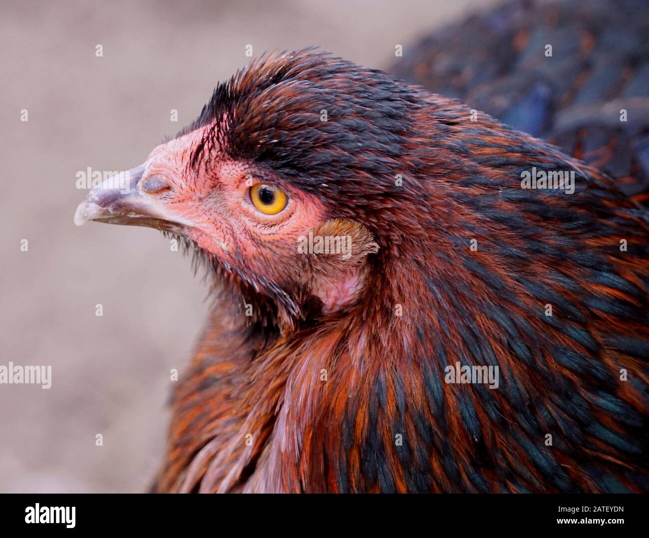 Extreme close-up of a rhode island red chicken head Stock Photo - Alamy