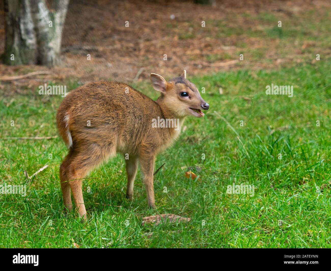 Young Muntjac Deer, Muntiacus reevesi Stock Photo - Alamy