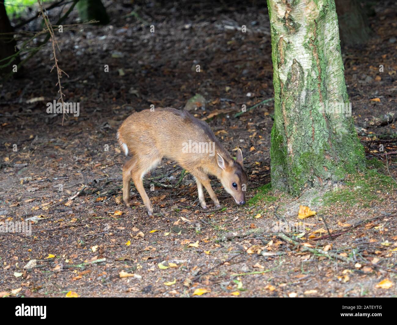 Young Muntjac Deer, Muntiacus reevesi Stock Photo - Alamy