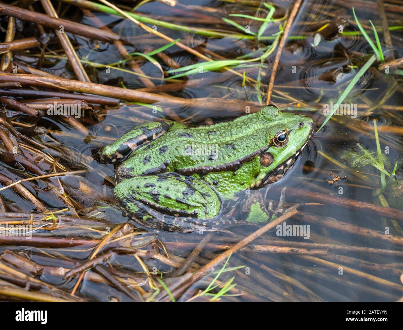 Marsh frog ( Pelophylax ridibundus ) in water Stock Photo - Alamy