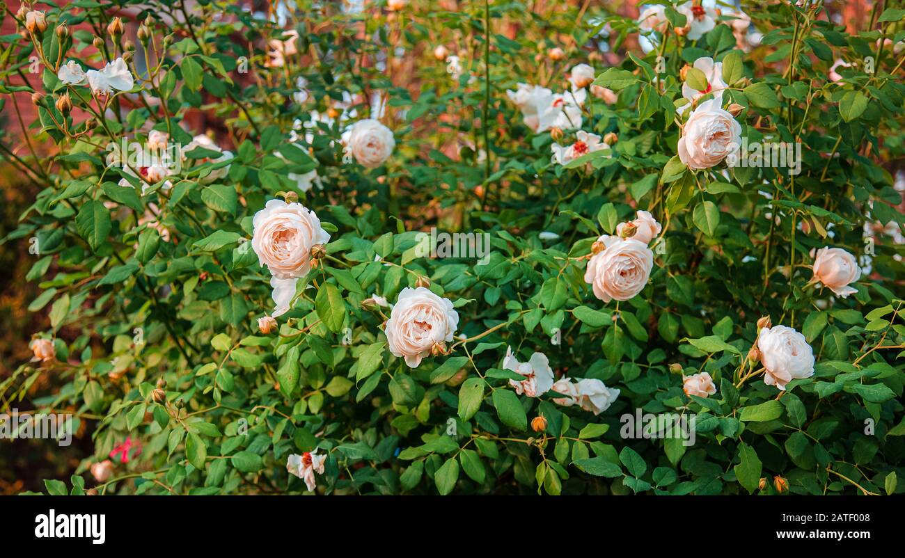 Rose eglantyne hi-res stock photography and images - Alamy