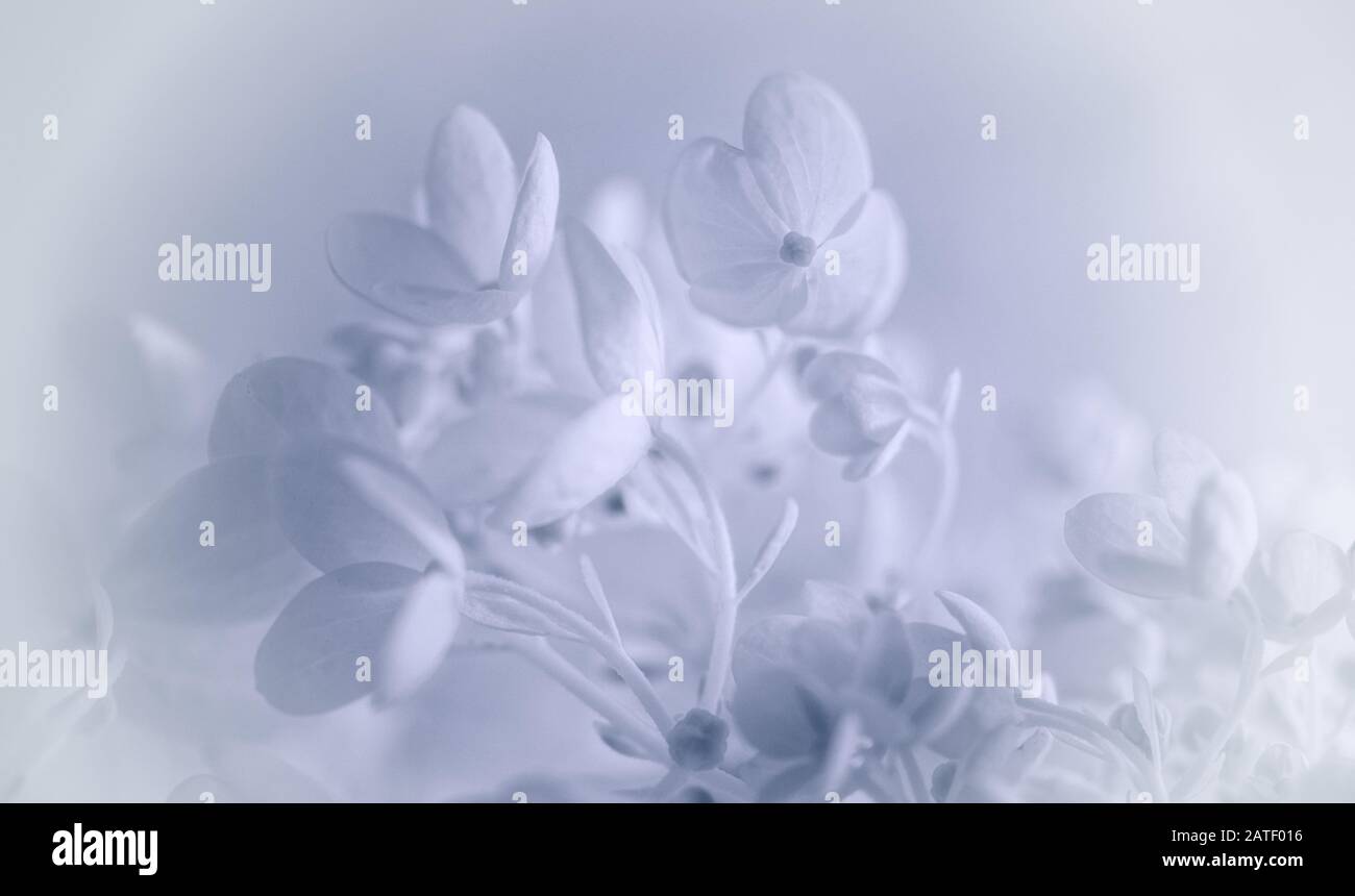 Absolutely pure white hydrangea flowers on a white background Stock ...