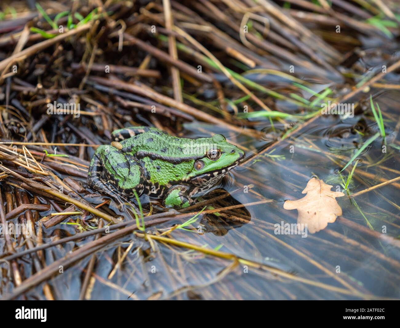 Marsh frog ( Pelophylax ridibundus ) in water Stock Photo - Alamy