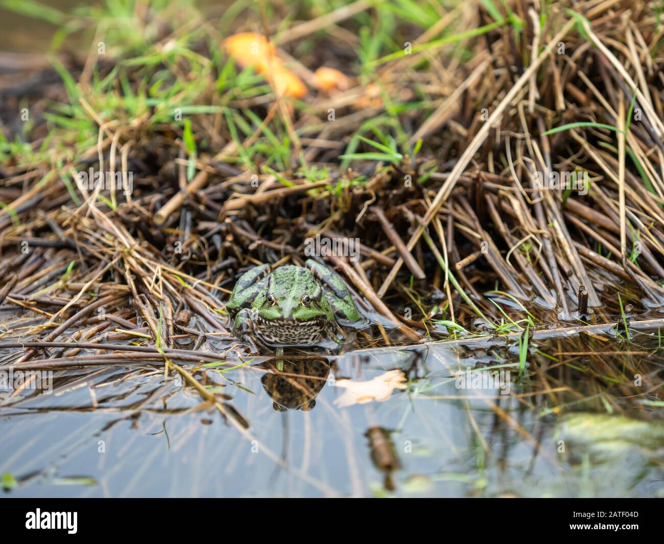 Marsh frog ( Pelophylax ridibundus ) in water Stock Photo - Alamy
