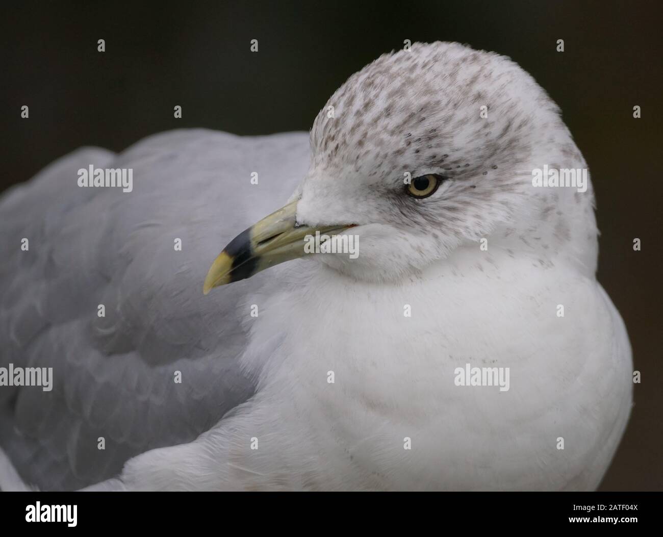 Extreme close-up protrait of a seagull looking to it's left Stock Photo ...