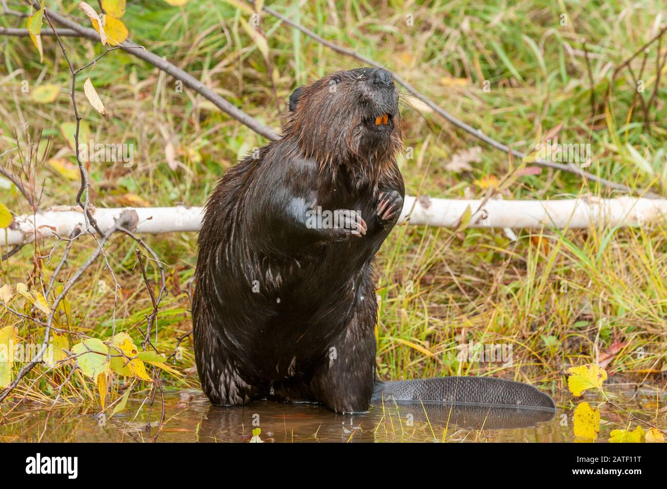 Beaver teeth and tail hi-res stock photography and images - Alamy