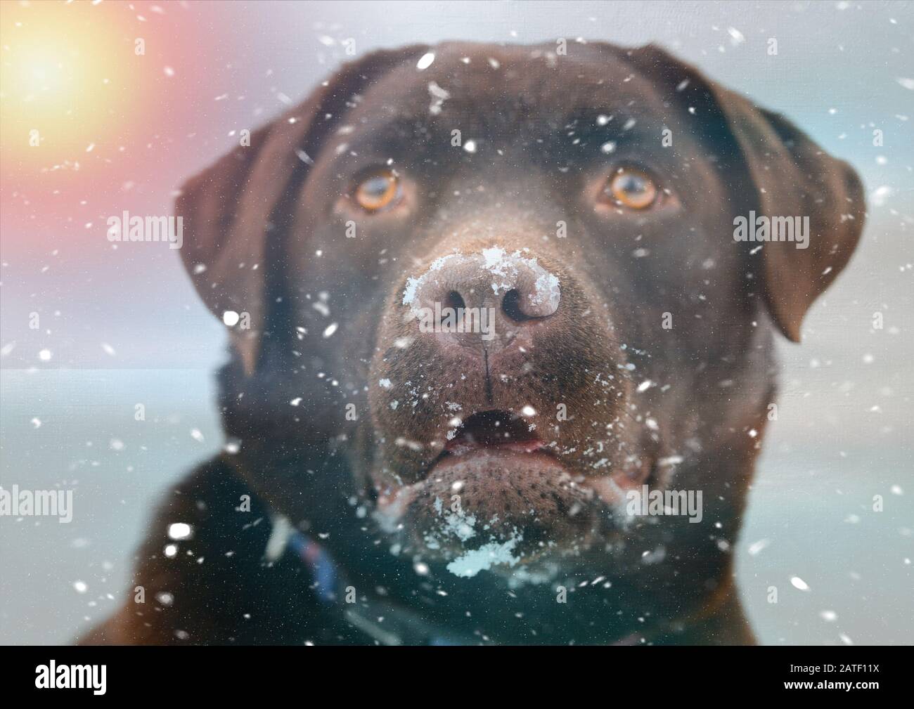 Family puppy photoshoot hi-res stock photography and images - Alamy