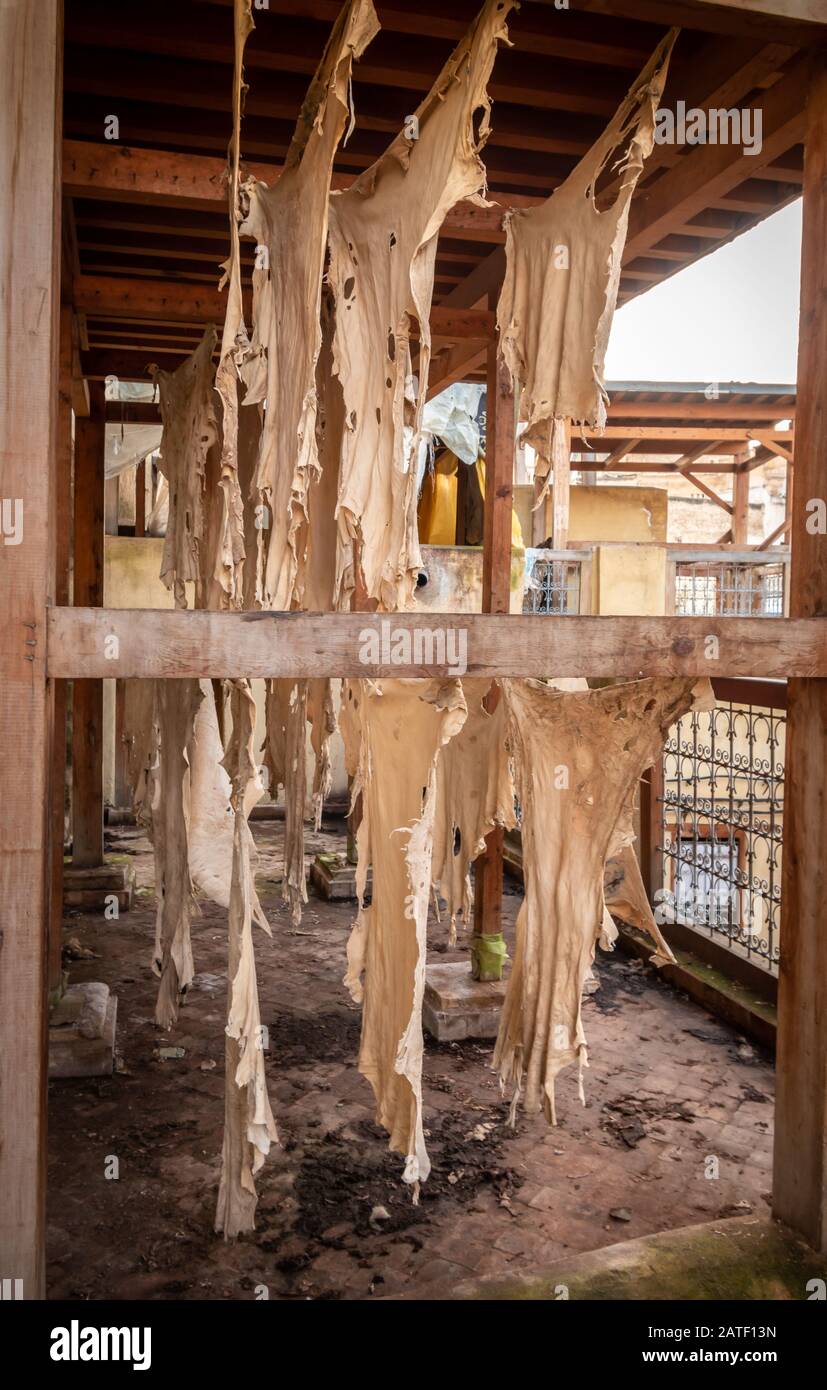Drying Leather in Chouara Tannery, Fez, Morocco Stock Photo - Alamy