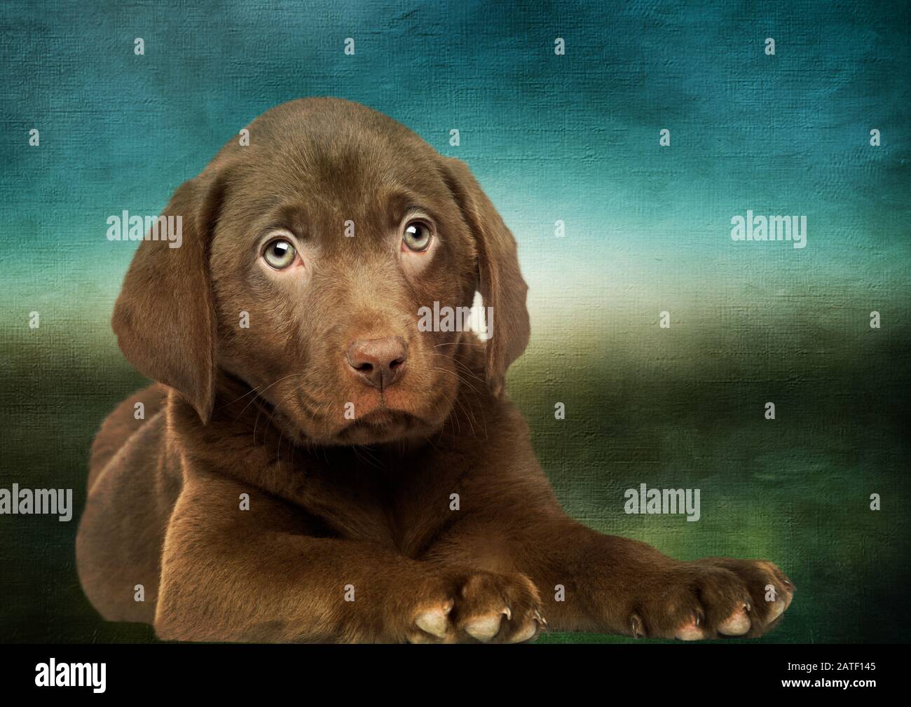 Welpe schnee portrait labrador hi-res stock photography and images - Alamy