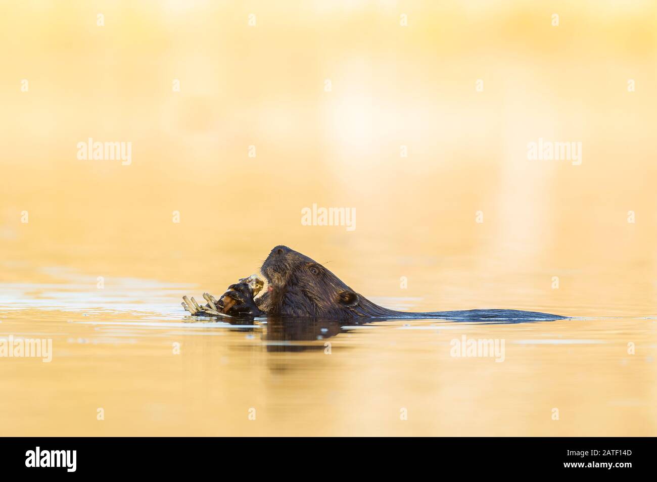 North American Beaver (Castor canadensis), Autumn, North America, by ...