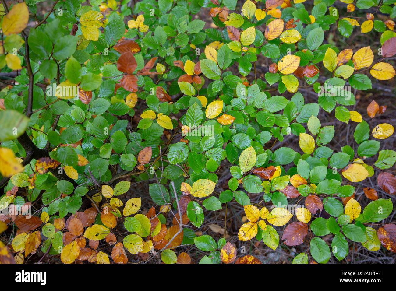 Colourful leaves in autumn on a tree. There are many colors Stock Photo ...