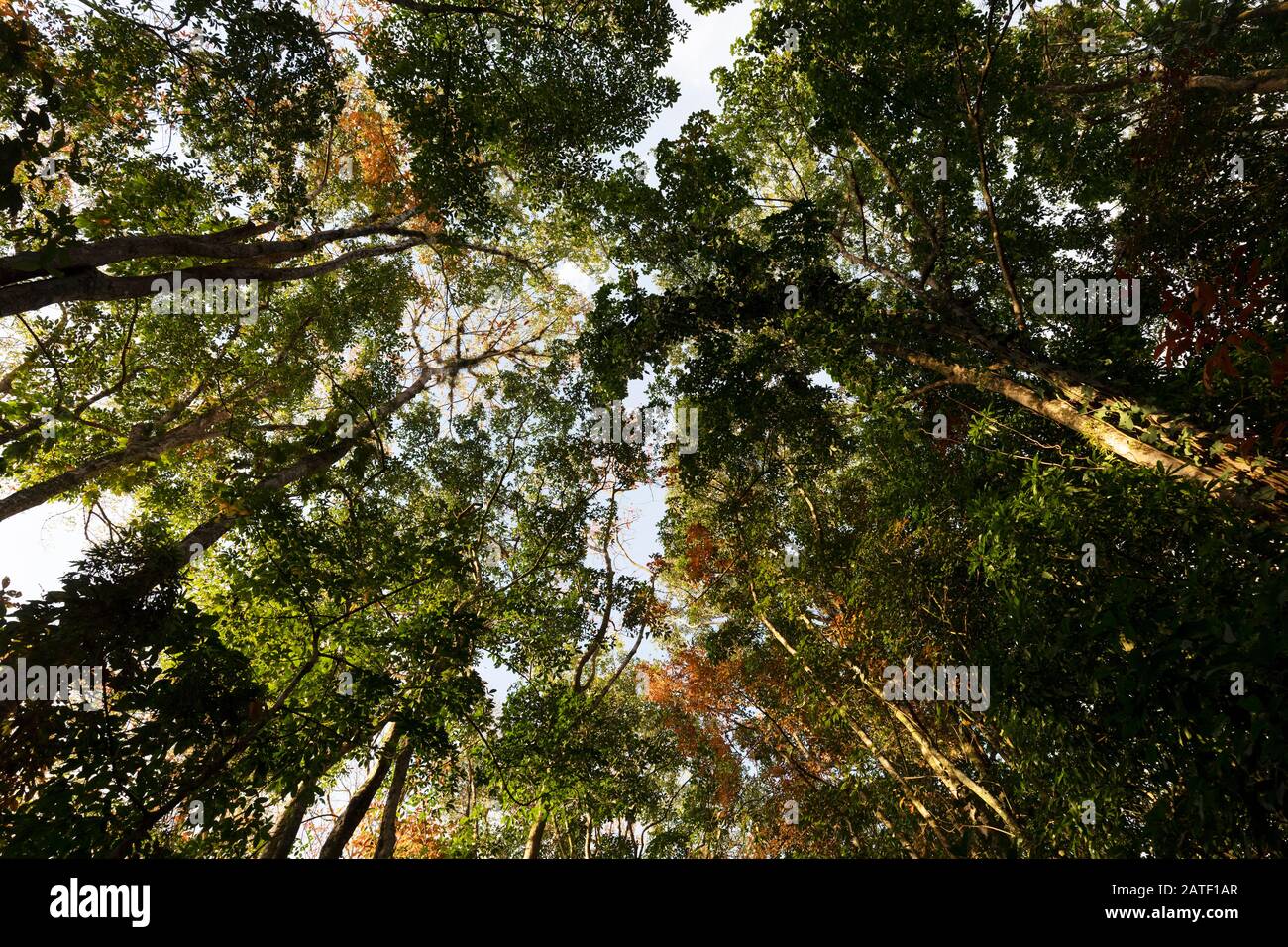 Tropical rain forest, north east coast, Grand Riviere, Trinidad and ...