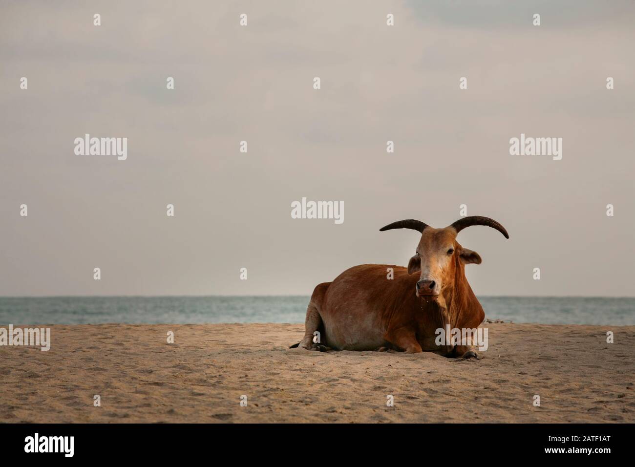 Goan cow hi-res stock photography and images - Alamy
