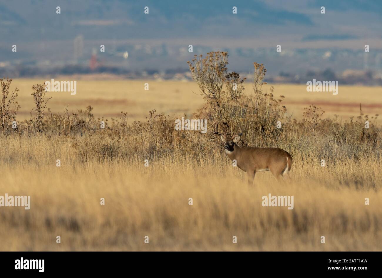 Whitetail Deer Buck in the Fall Rut in Colorado Stock Photo - Alamy