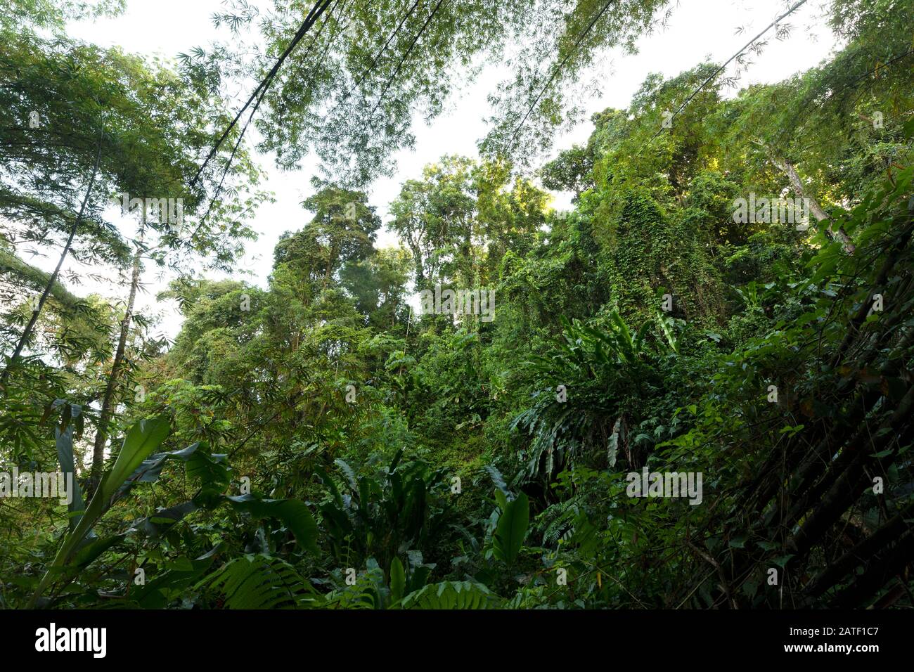 Tropical rain forest, north east coast, Grand Riviere, Trinidad and ...