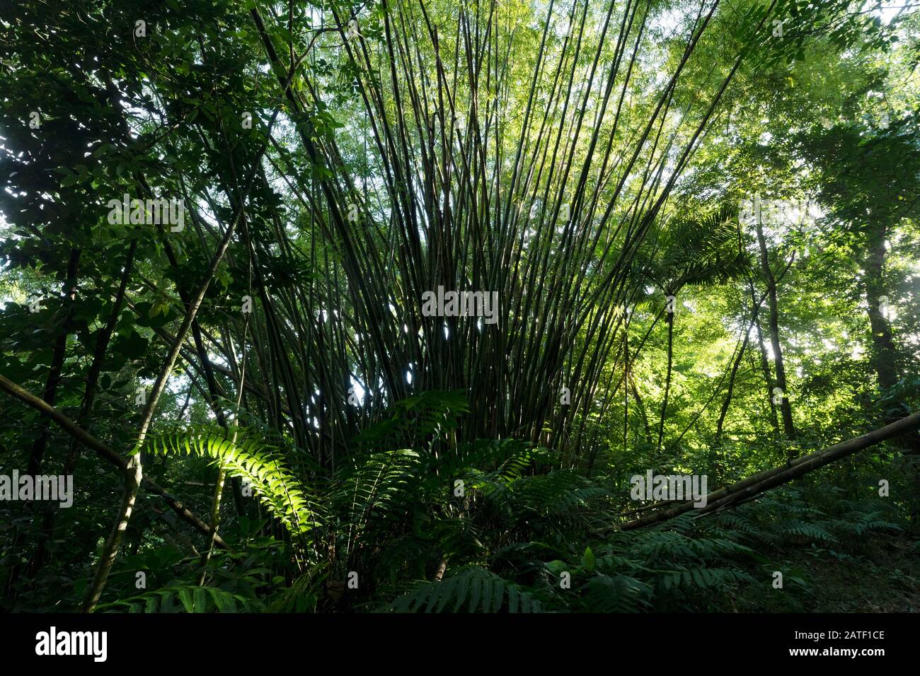 Bamboo stand, tropical rain forest, north east coast, Grand Riviere ...