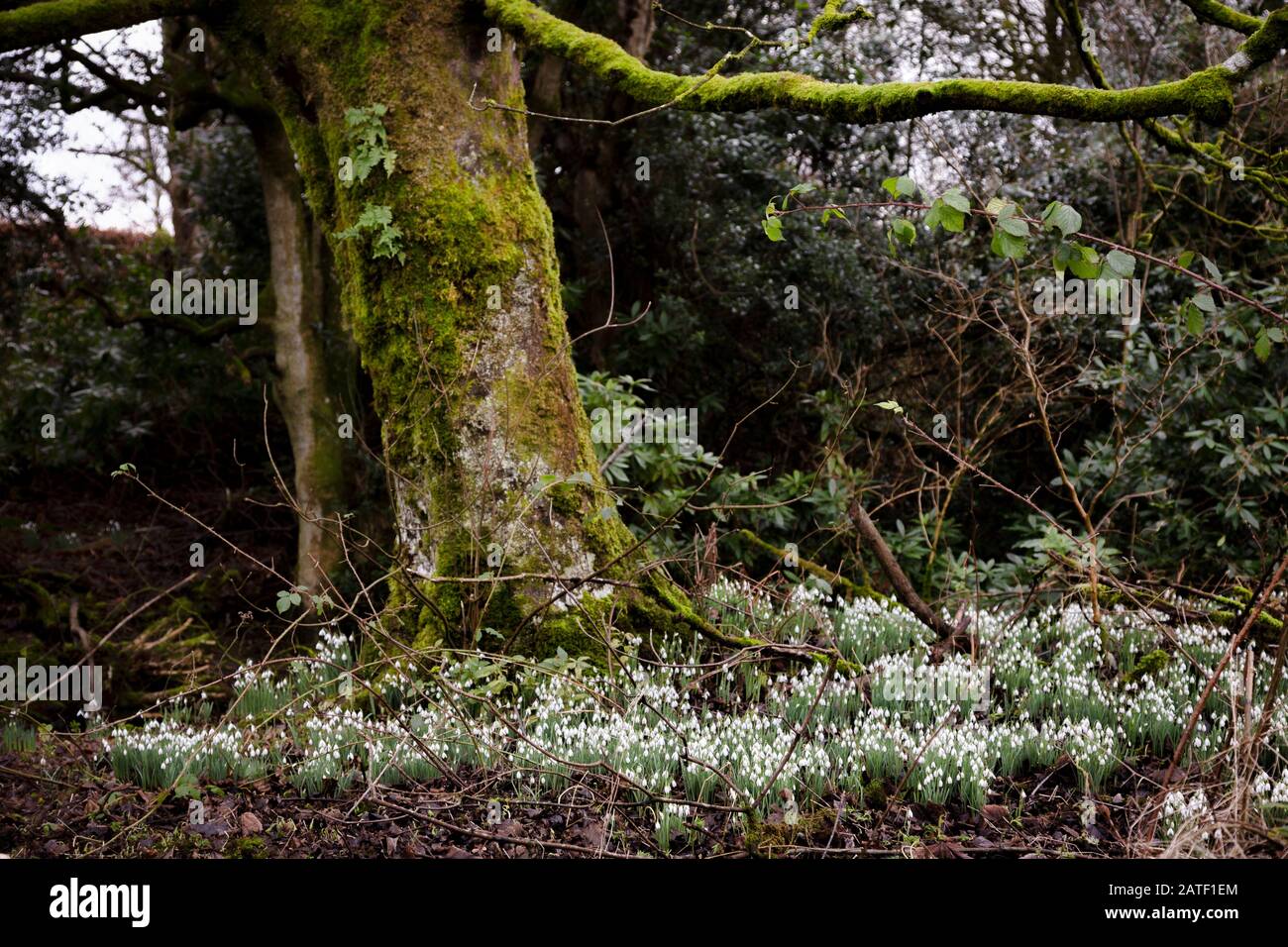 first snow drop flowers of the year Stock Photo - Alamy