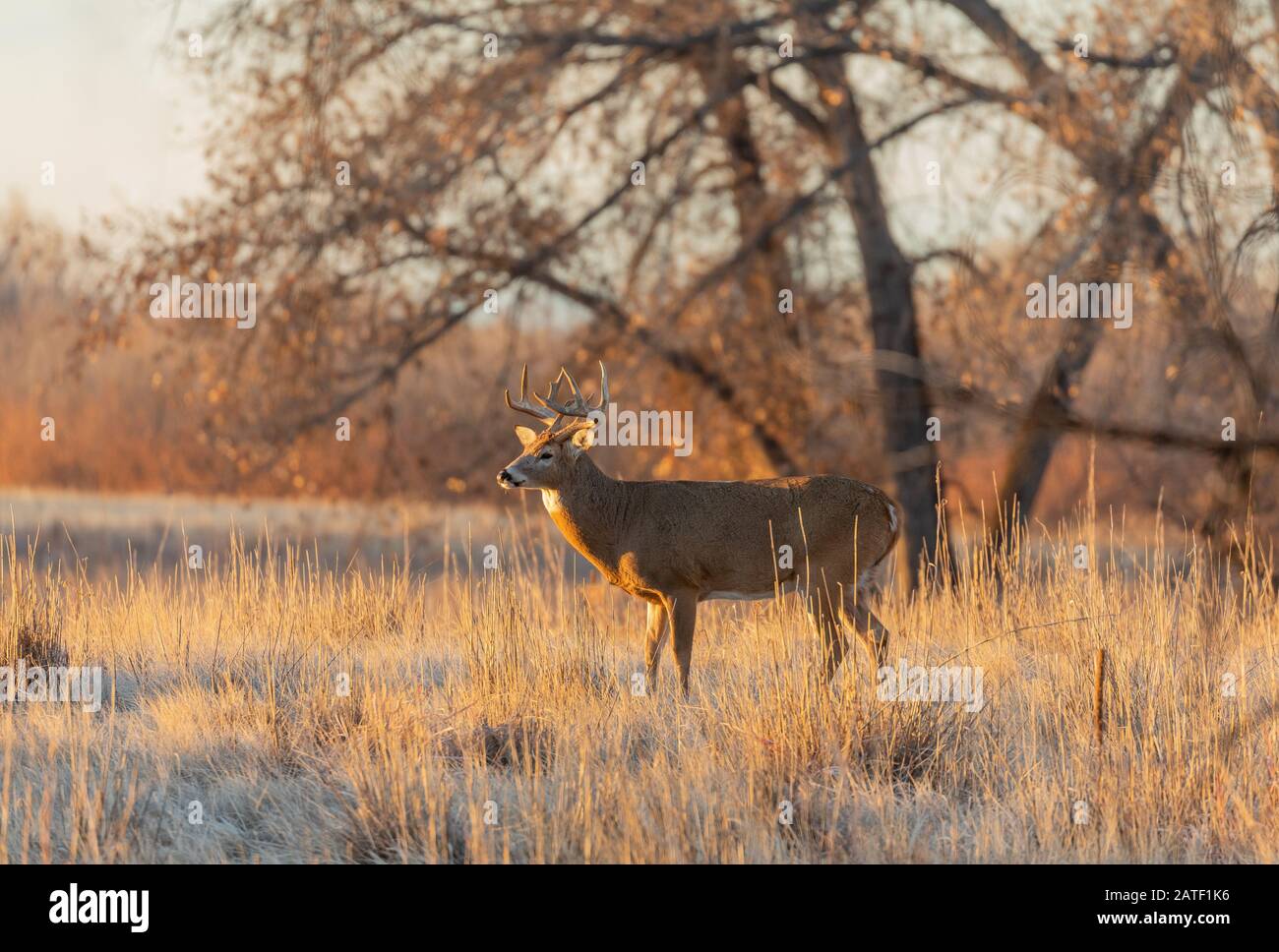 Whitetail Deer Buck in the Fall Rut in Colorado Stock Photo - Alamy