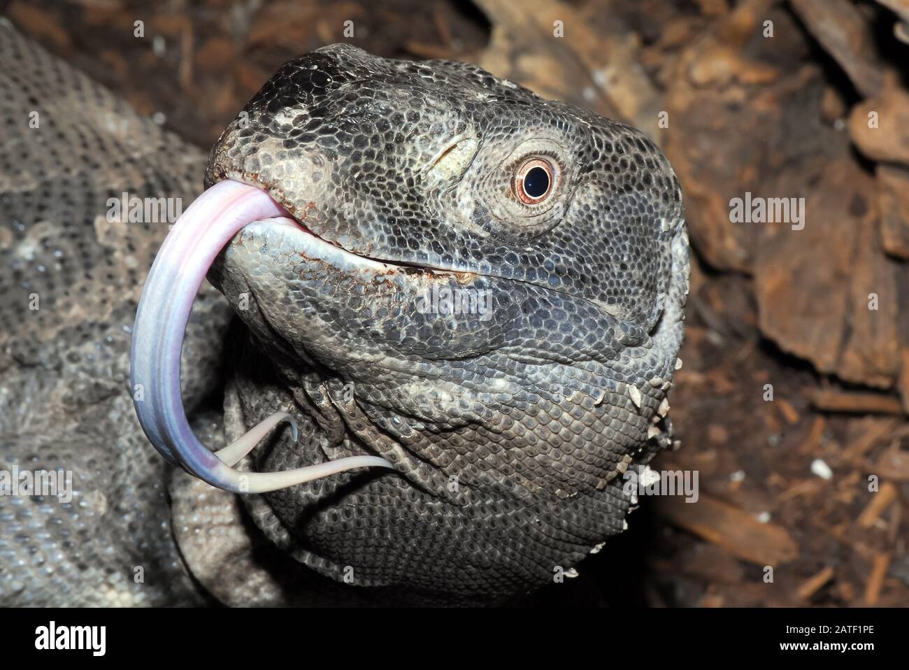Rock monitor, white-throated monitor, Weißkehlwaran, Varanus ...