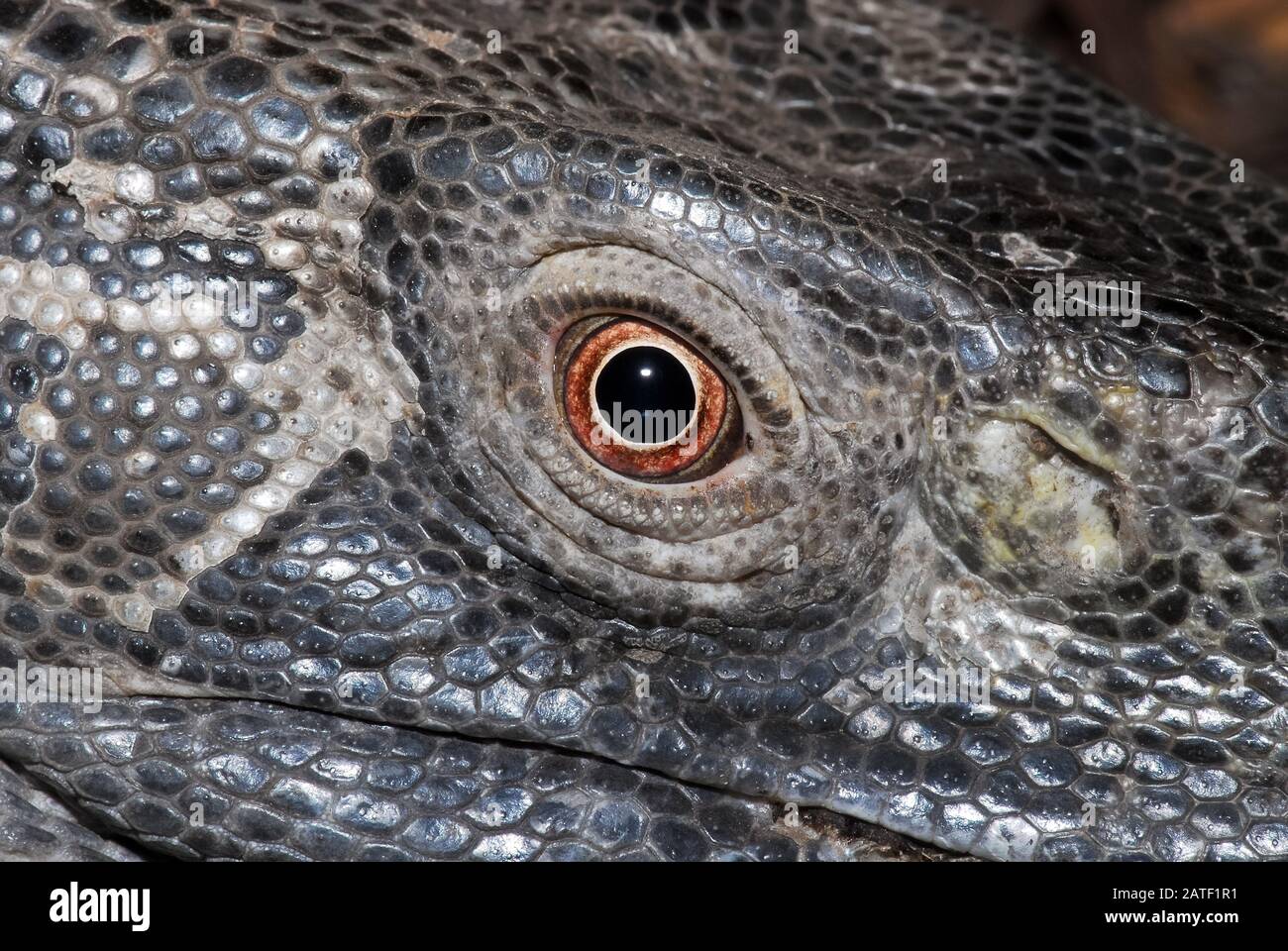Rock Monitor High Resolution Stock Photography and Images - Alamy