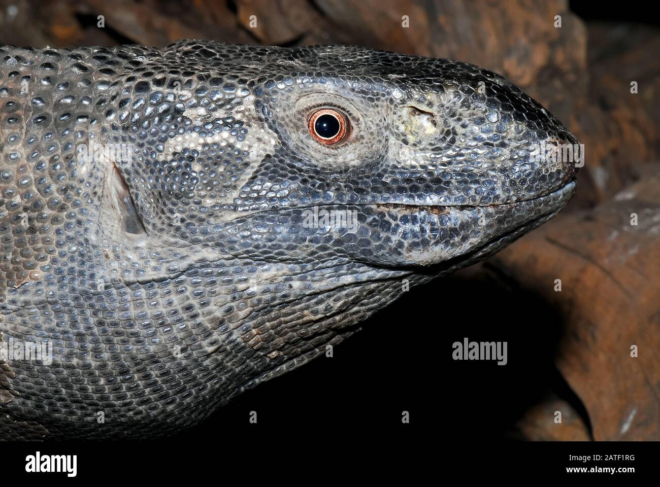 White throated monitor hi-res stock photography and images - Alamy