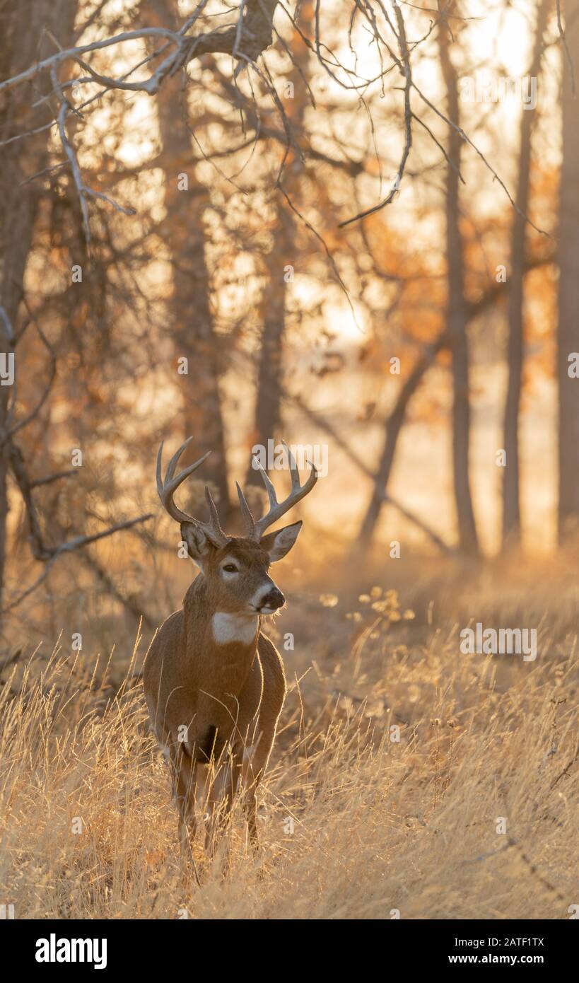 Whitetail Deer Buck in the Fall Rut in Colorado Stock Photo - Alamy