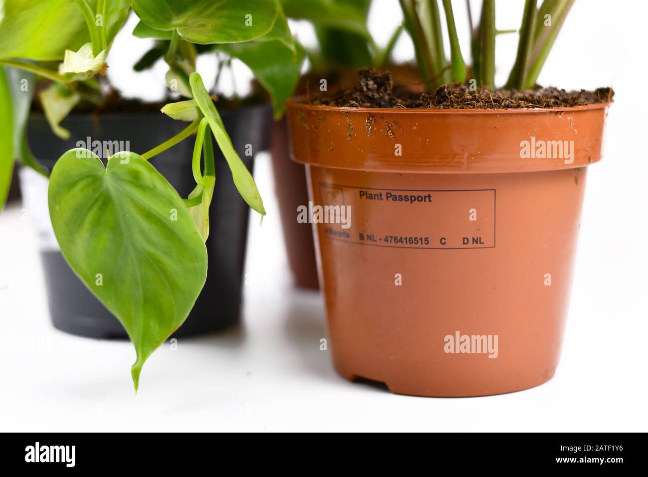 Flower pot with European Union plant passport printed on it, measures ...