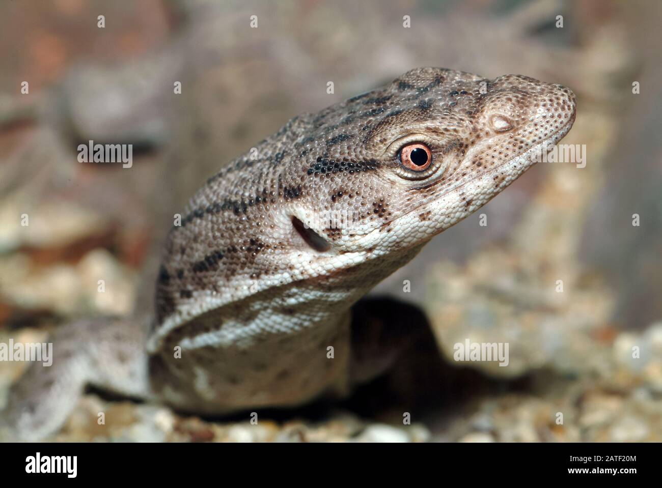 Monitor mulga hi-res stock photography and images - Alamy