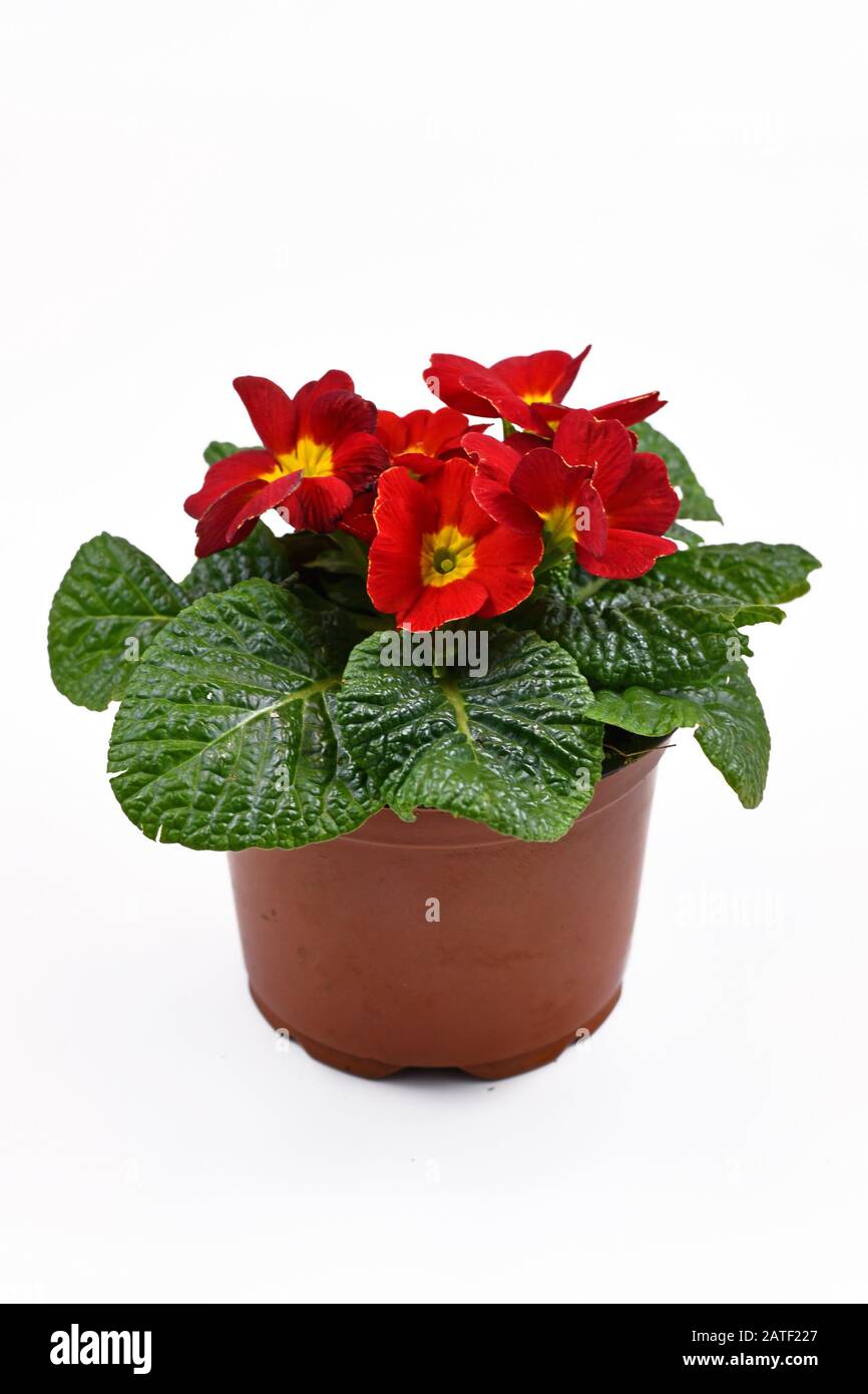 Top view of red primrose 'Primula Acaulis' garden flowers isolated on ...
