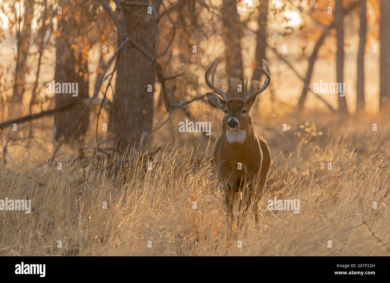 Whitetail Deer Buck in the Fall Rut in Colorado Stock Photo - Alamy