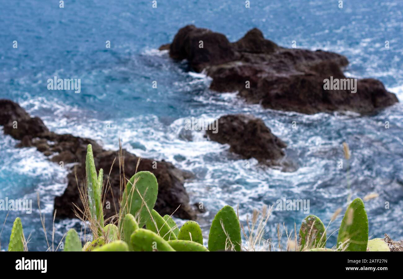 Cactus madeira portugal hi-res stock photography and images - Alamy
