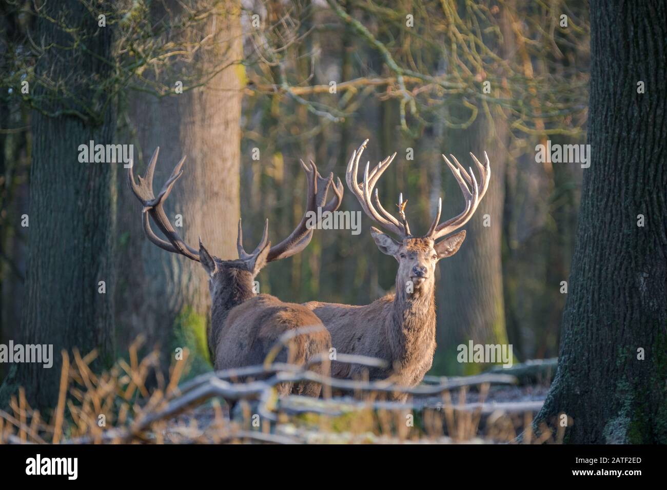 Solling hi-res stock photography and images - Alamy