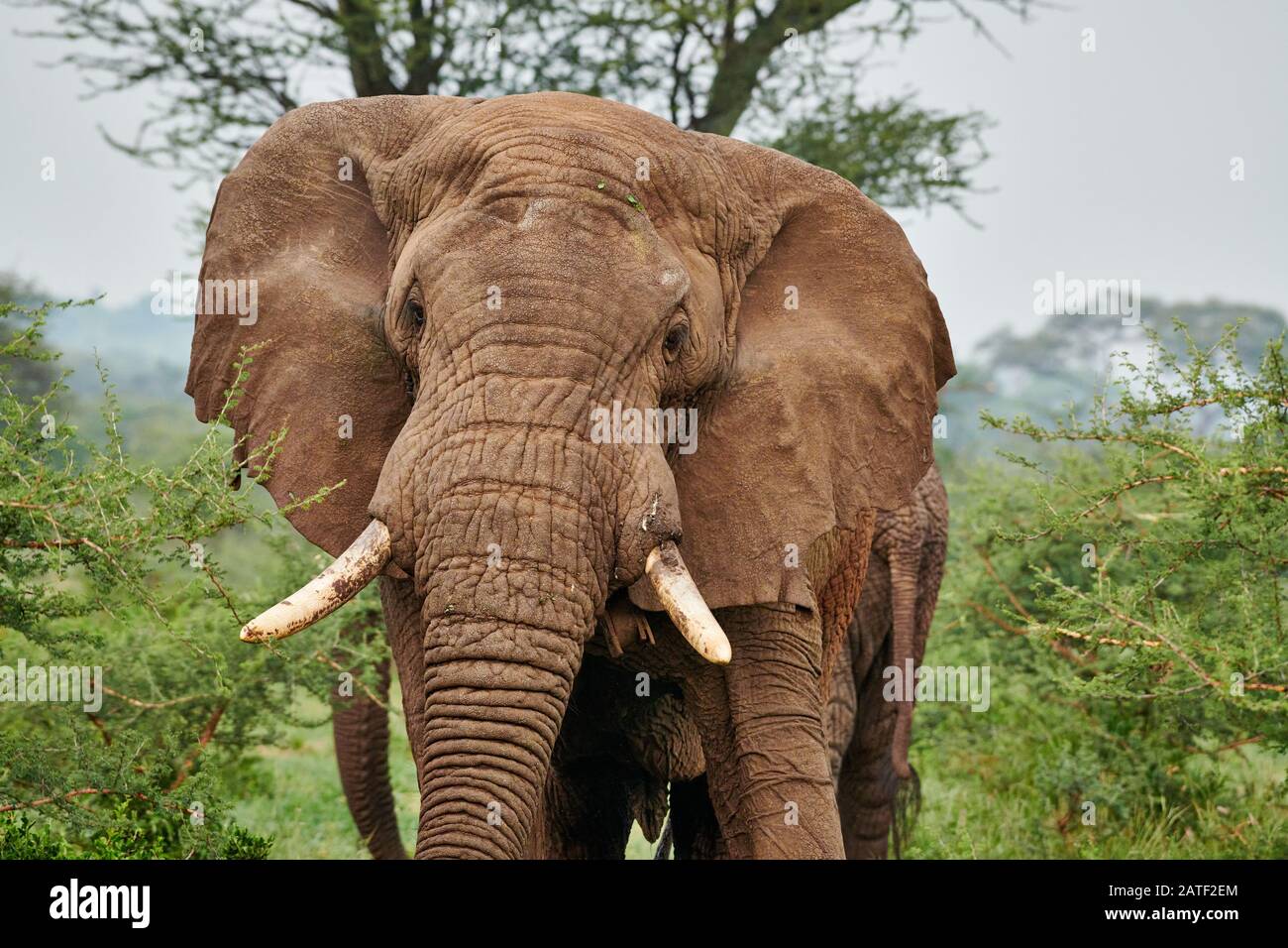African male elephant portrait hi-res stock photography and images - Alamy