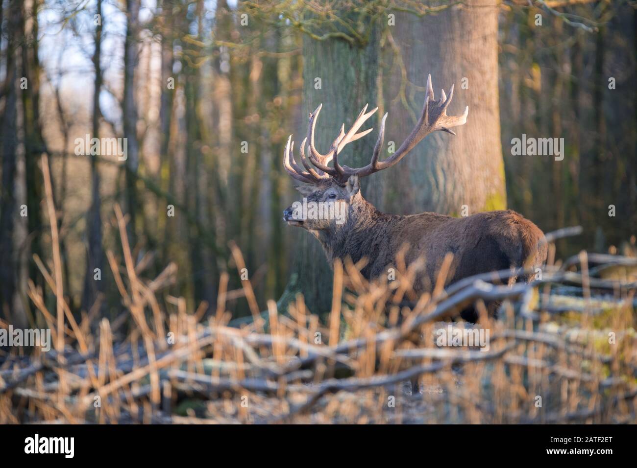 Solling forest hi-res stock photography and images - Alamy