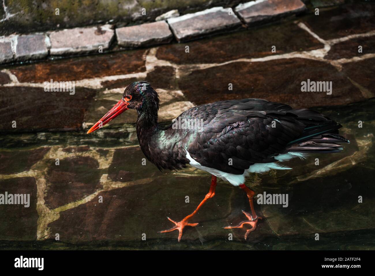 big bird walking through water Stock Photo - Alamy