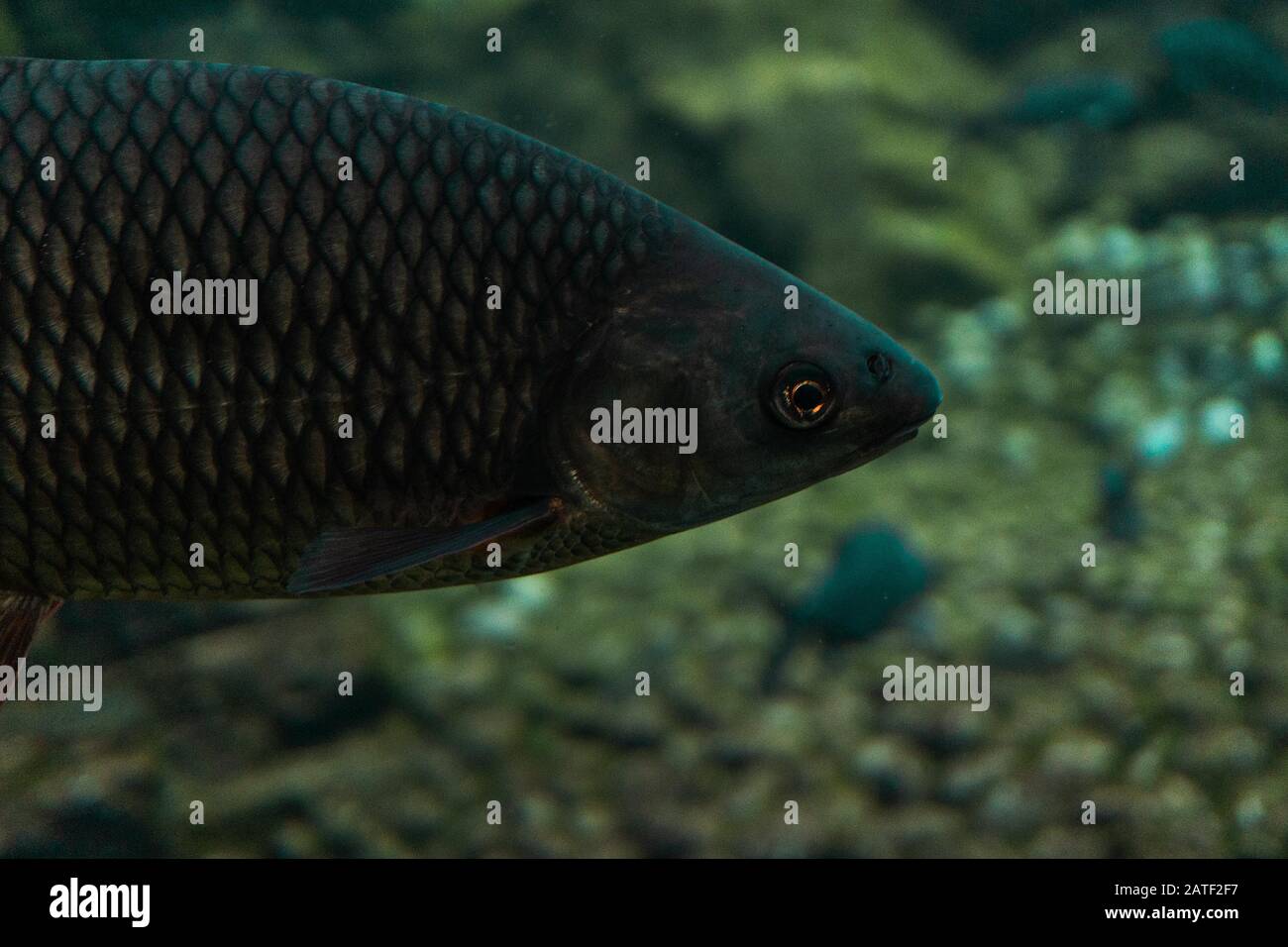 fish under water macro photography Stock Photo - Alamy