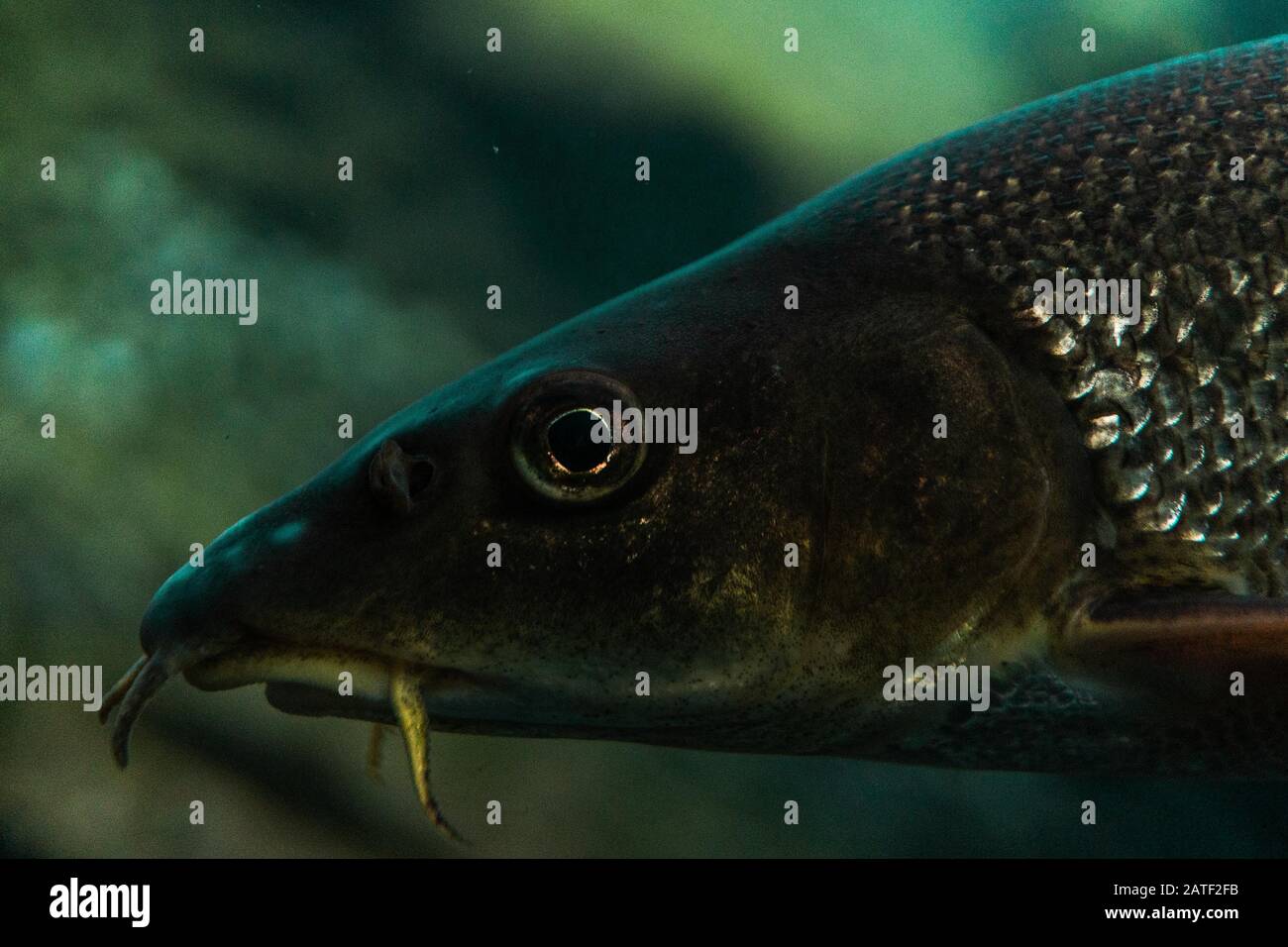 fish under water macro photography Stock Photo - Alamy