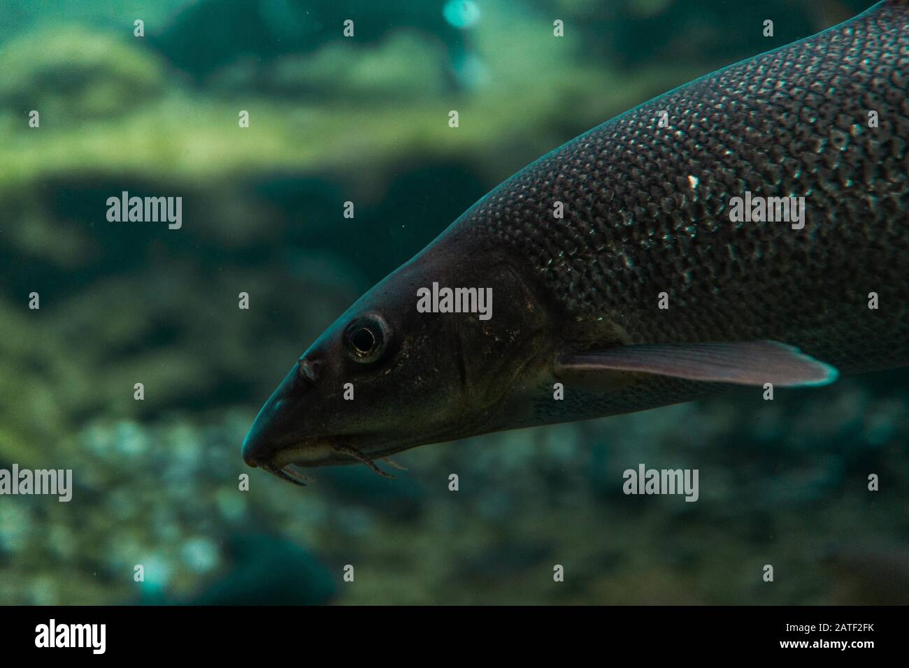 fish under water macro photography Stock Photo - Alamy