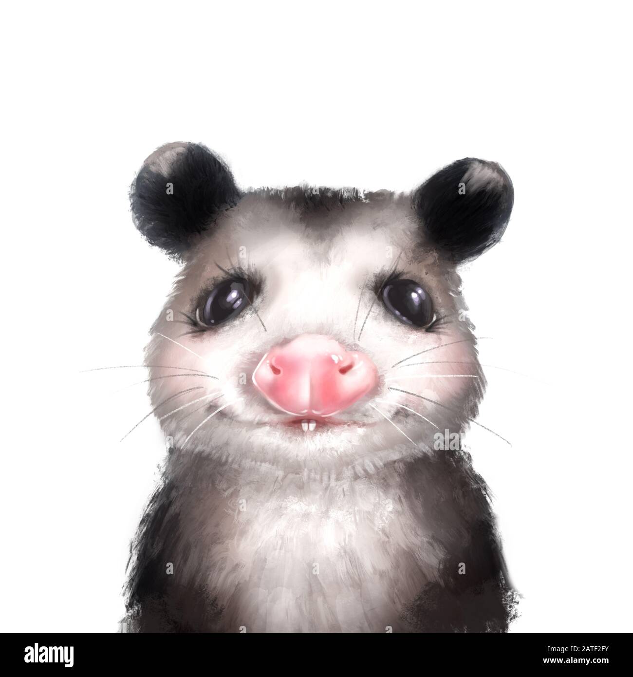 Opossum portrait on white. Cute animal Stock Photo - Alamy