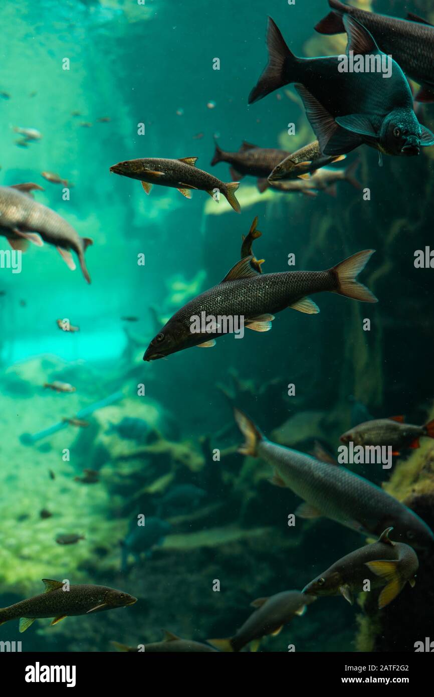 fish under water macro photography Stock Photo - Alamy